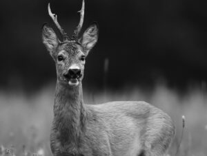The Roebuck Inn - J D Wetherspoon