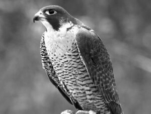 The Falcon - J D Wetherspoon