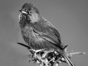 The Furze Wren - J D Wetherspoon