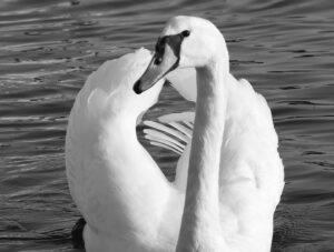 The Swan Hotel - J D Wetherspoon