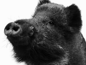 The Wild Boar - J D Wetherspoon