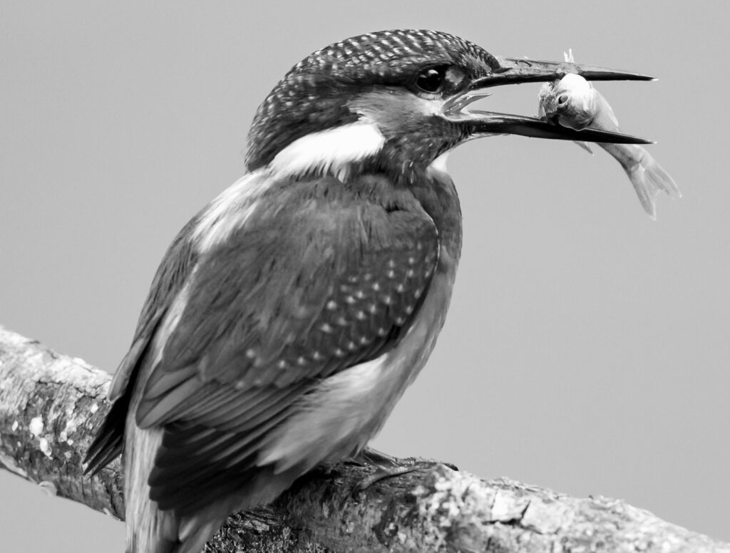 The Kingfisher - J D Wetherspoon